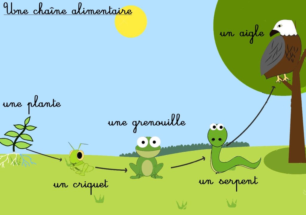 Une année de QLM au CP – Chat d'école